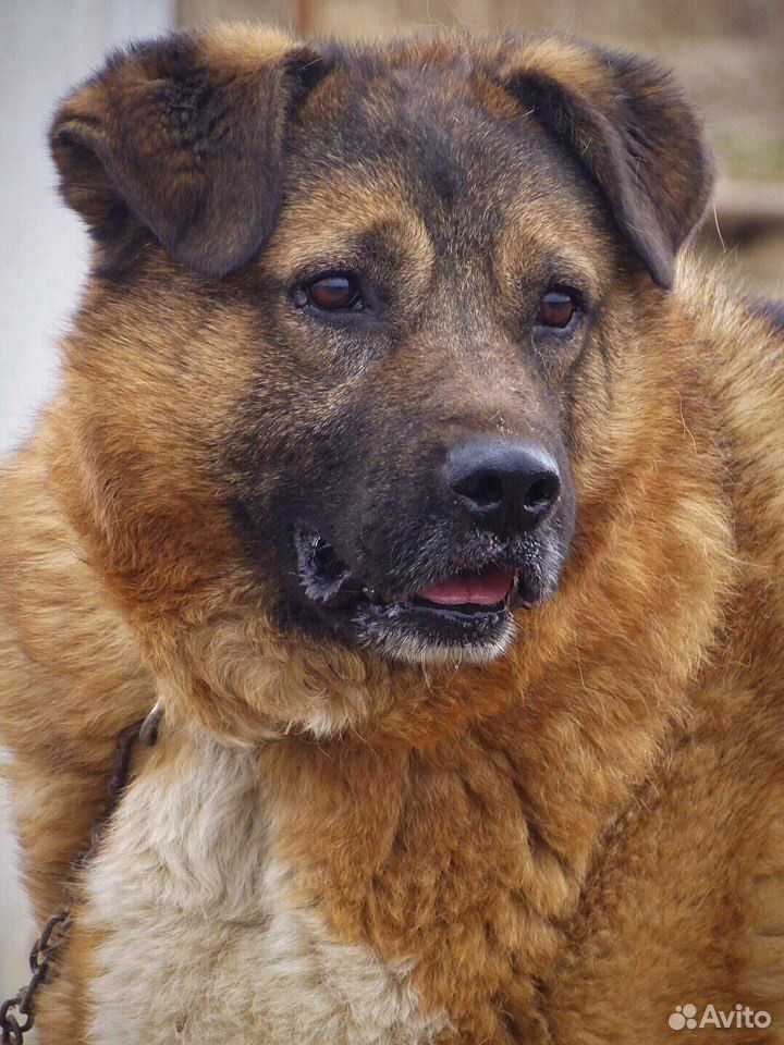 Туча ищет дом