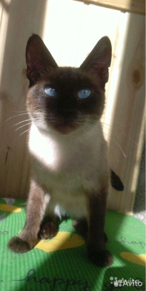 Кошечка Сима в надежные руки