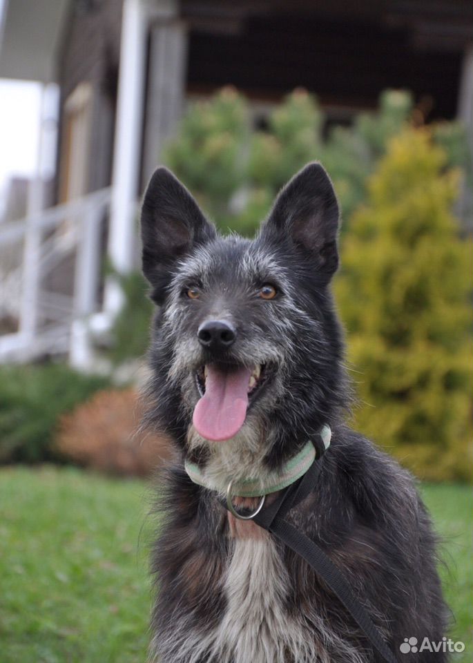 Мадам Жучка