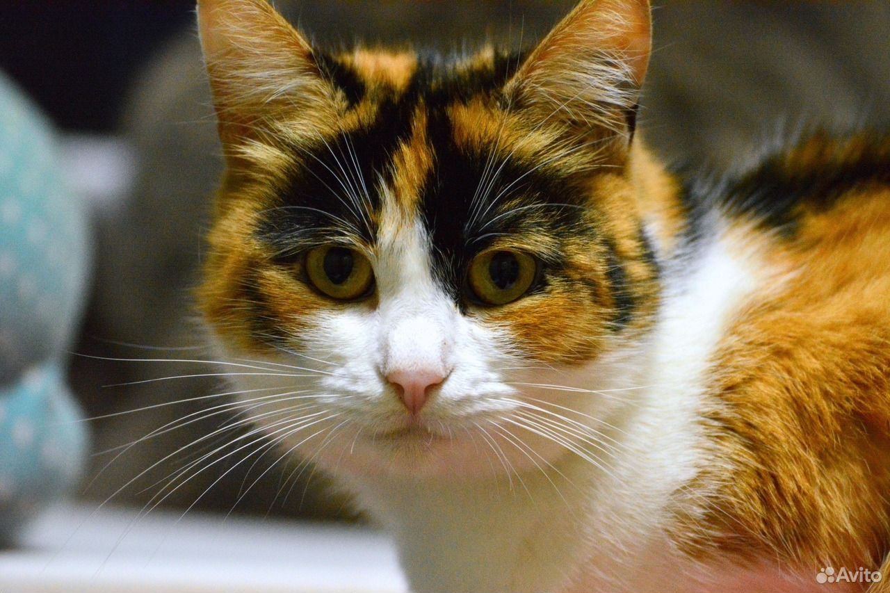 Красотка Марго