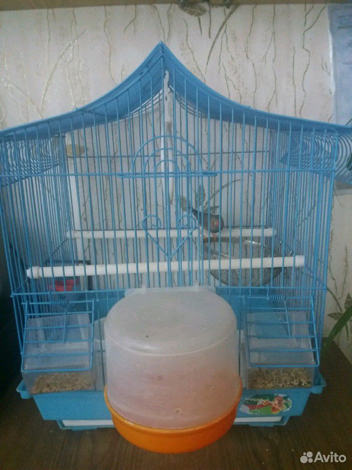 Амадин с клеткой
