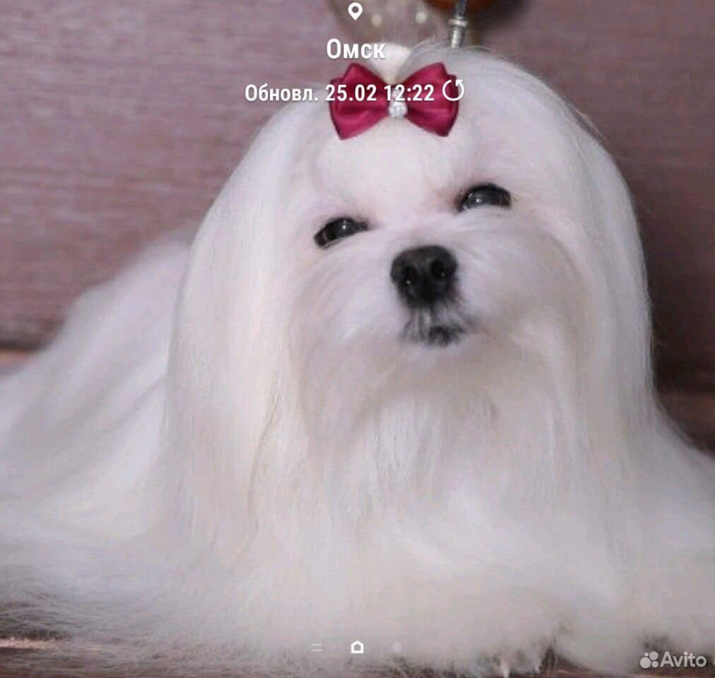 Лучший из лучших,Жених мальтезе.вязка