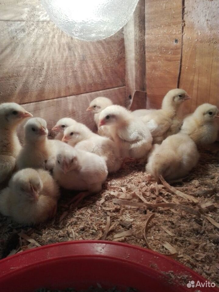 Куры-несушки,цесарка,перепела,инкубационное яйцо