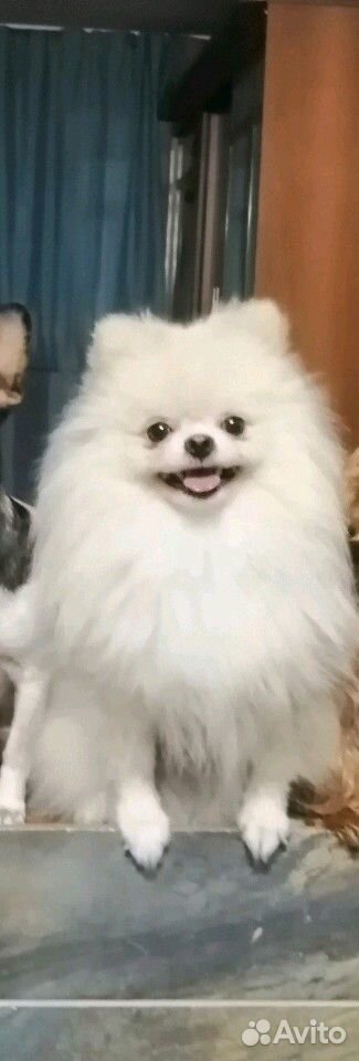 Лапу и сердце