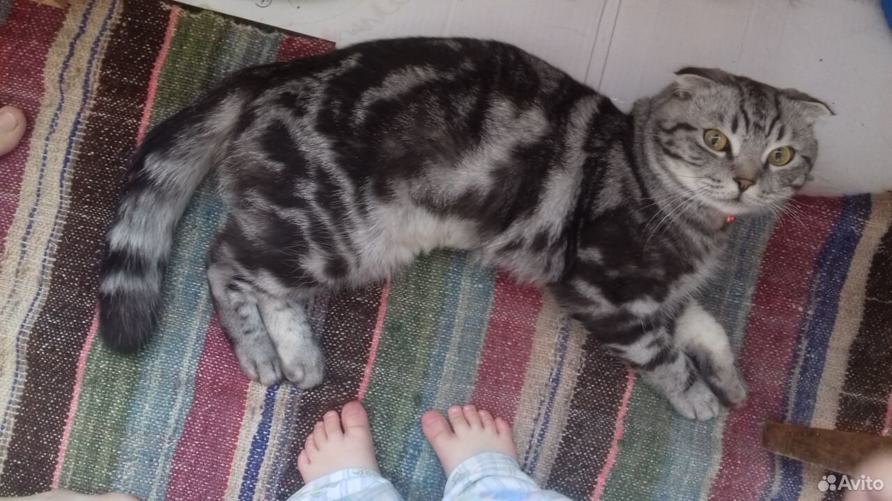 Кот ждет невесту, вязка