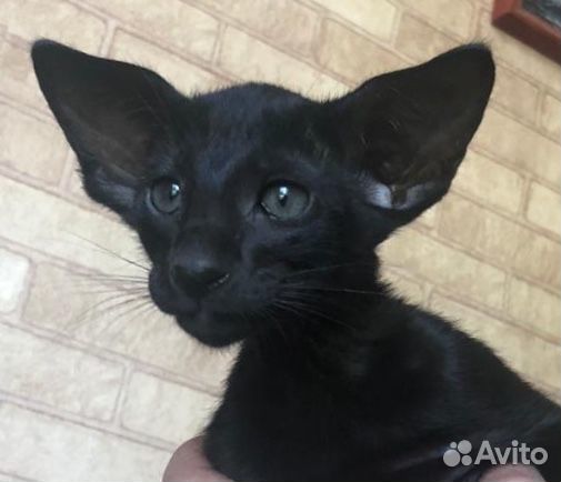 Питомник ORI Byorke Zund