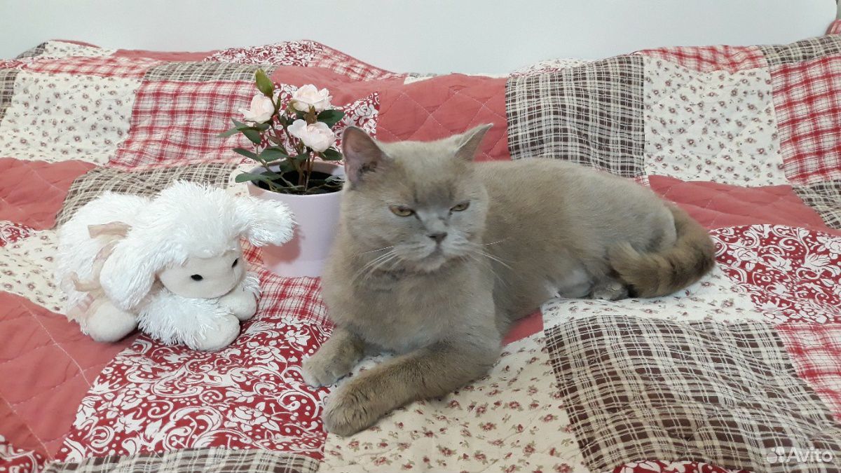 Ищем заботливую семью нашей кошечке)