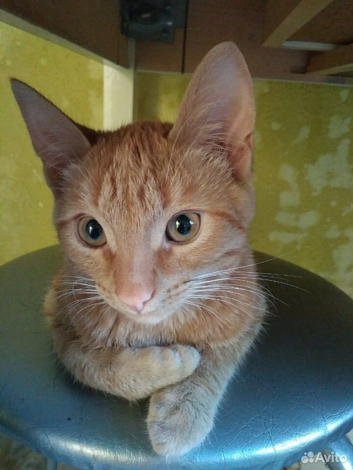 Потерялся кот, Вознаграждение