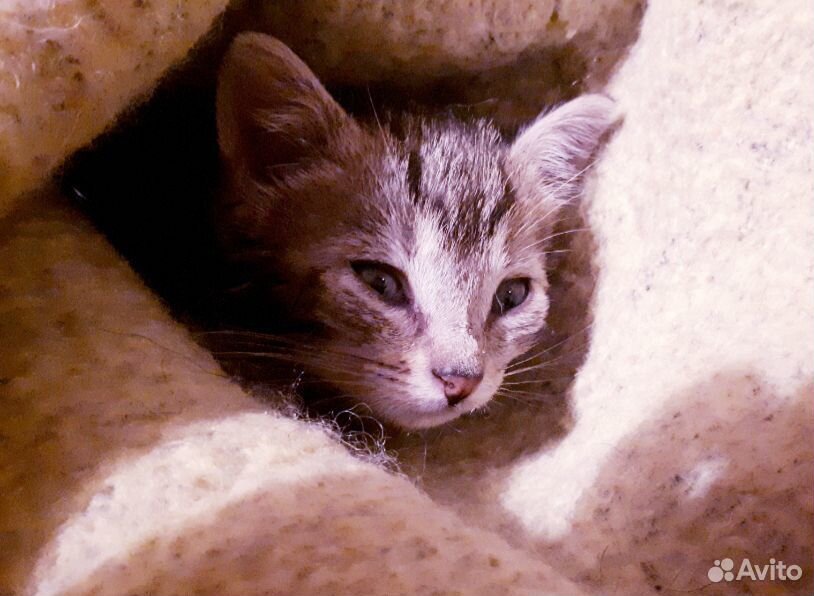 Котята меньше месяца