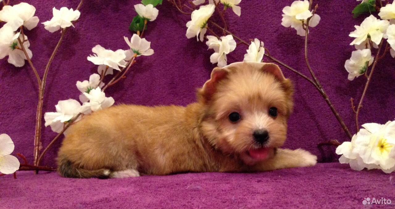 Йорк голдаст золотая девочка и парень