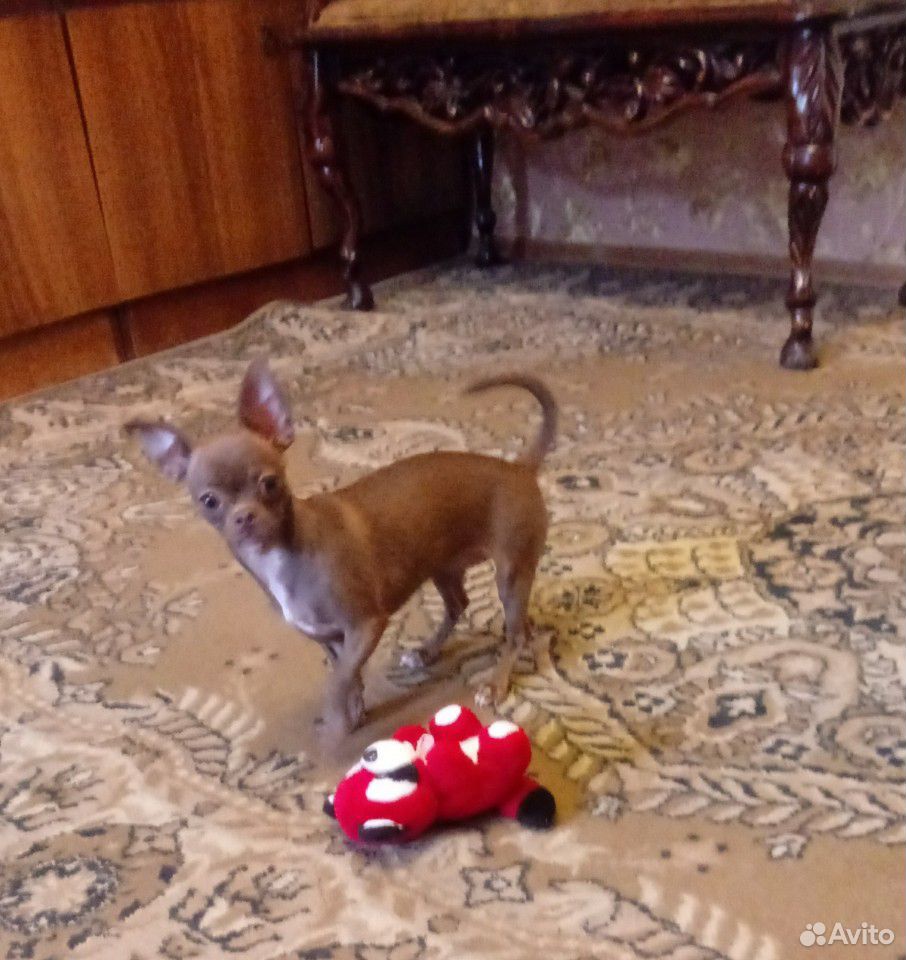 Продаю собачку чиха
