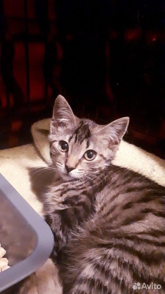 Котята