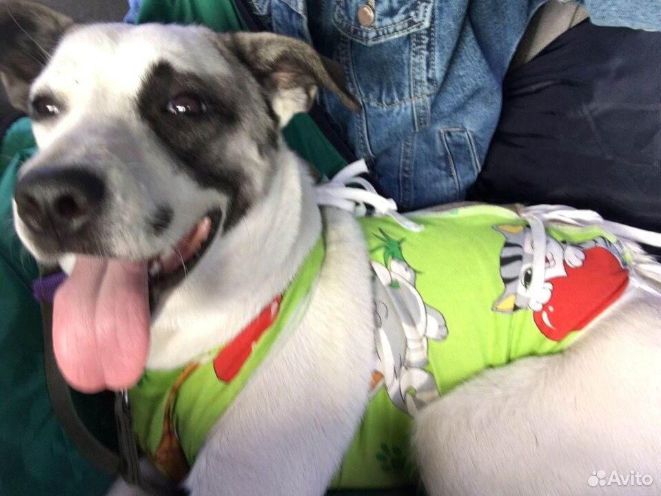 Собака Эмма