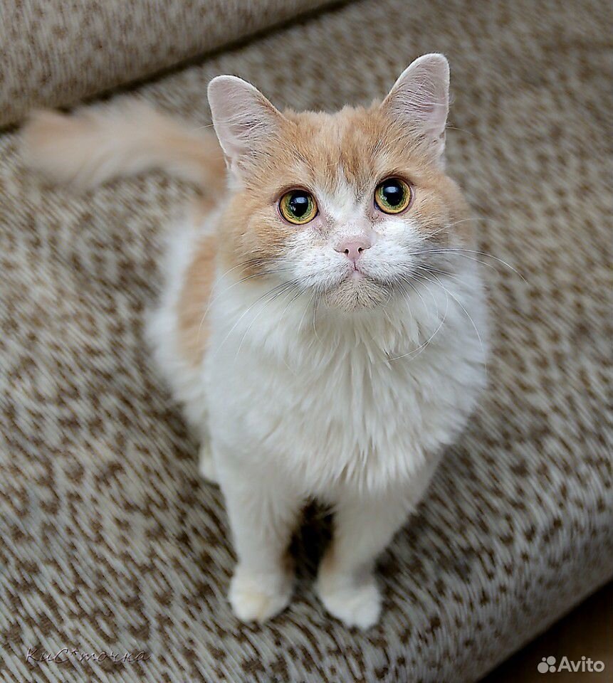 Пуфик - оригинальный кот ищет дом