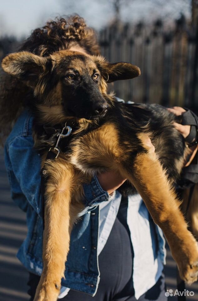 Манюня в поисках дома