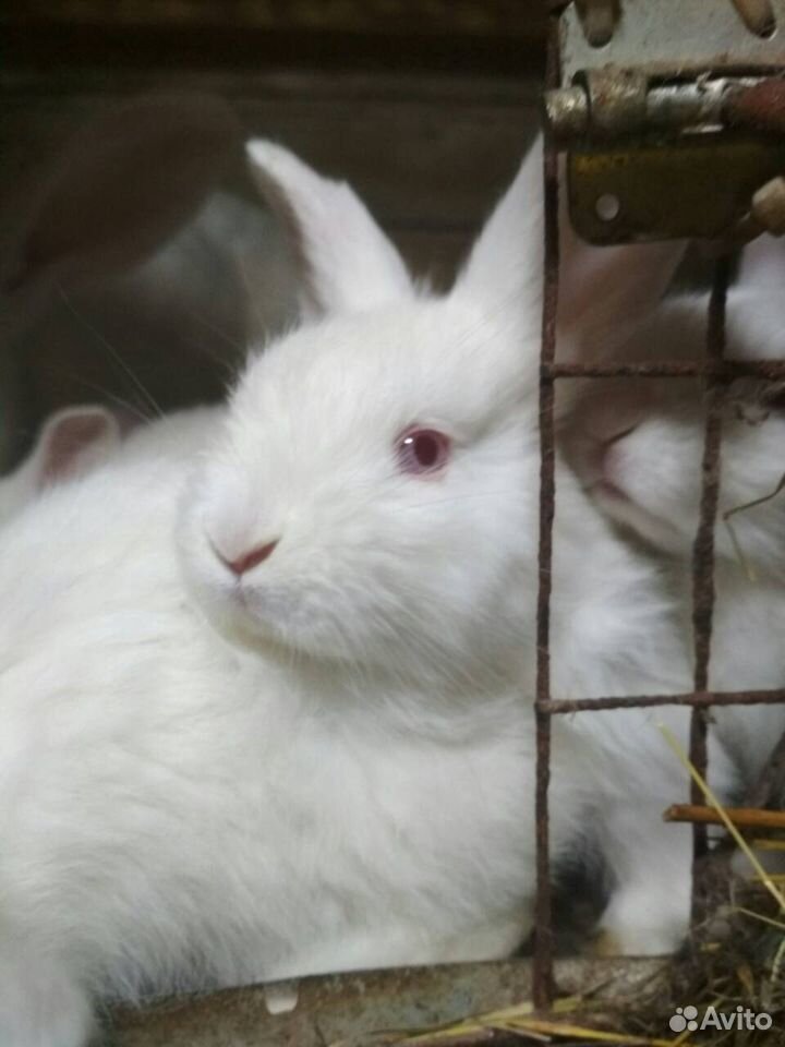 Крольчата, белый панон