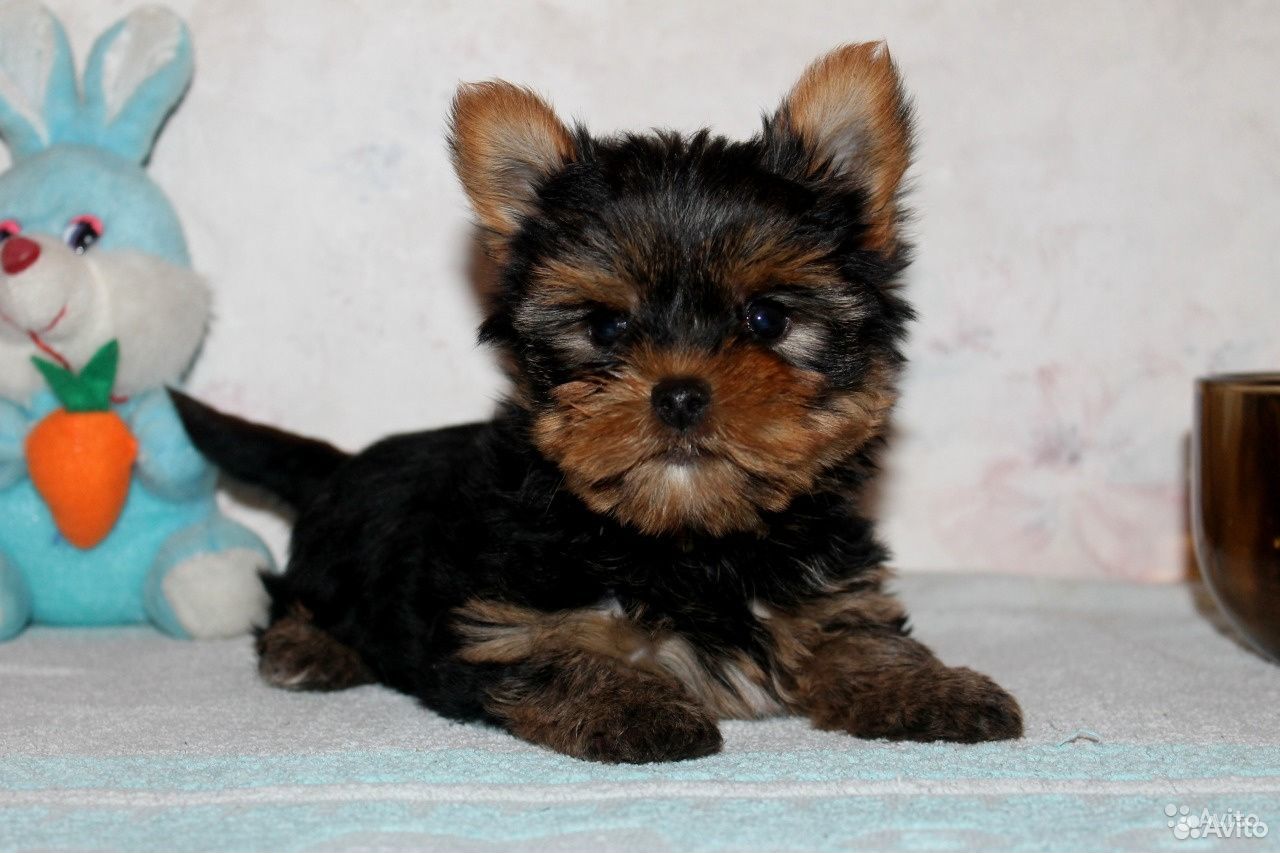 Забавный малыш