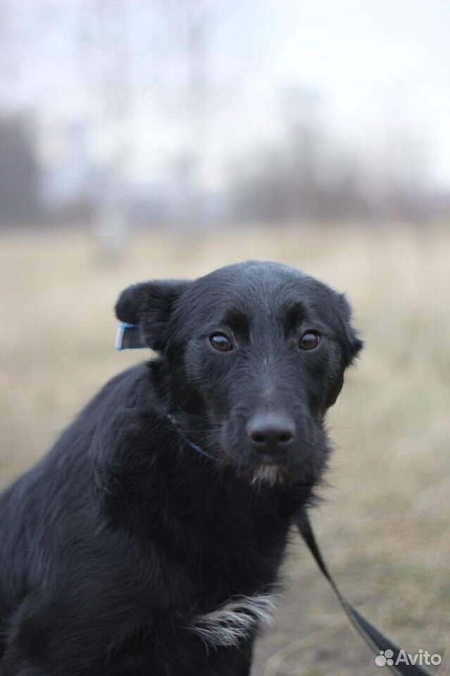 Малыш Рик ищет дом