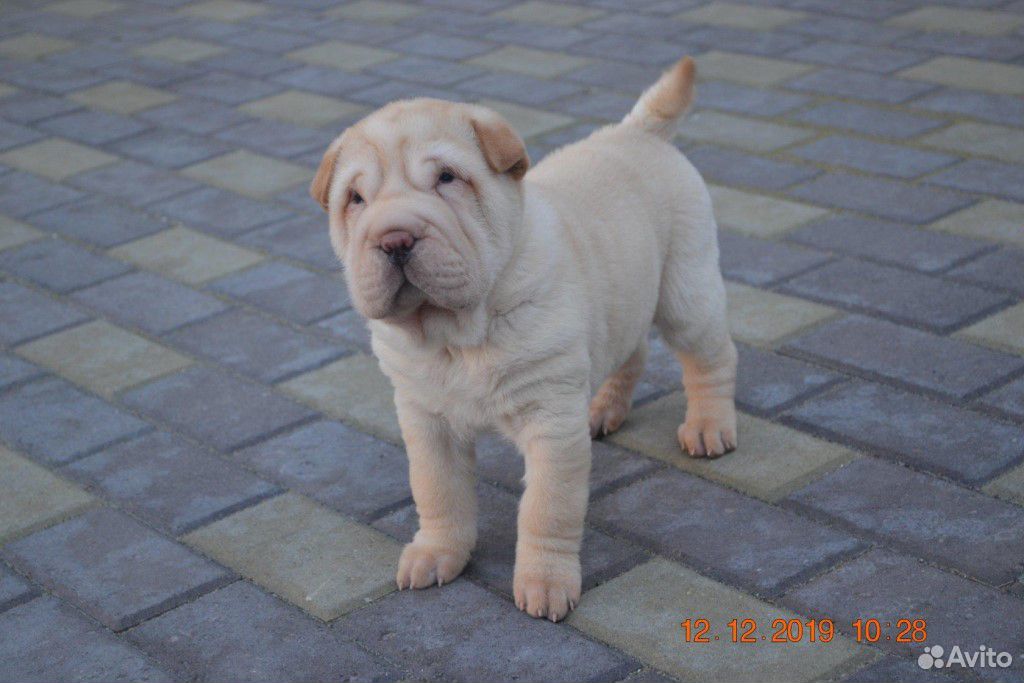 Шарпей-Плюшевый мишка