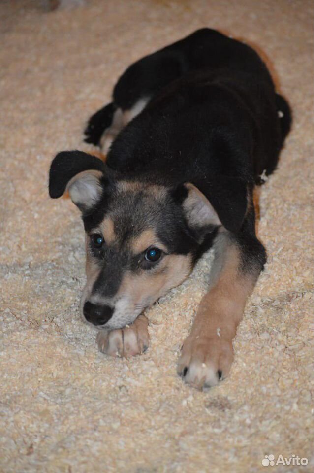 Щенок Тася в дар в добрые руки