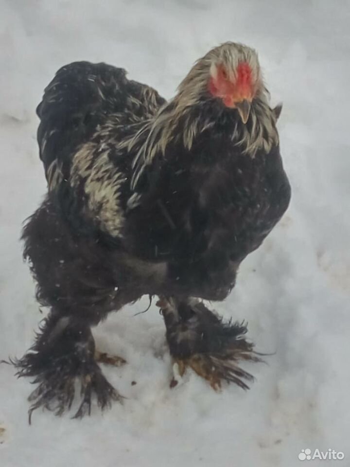 Петухи брама