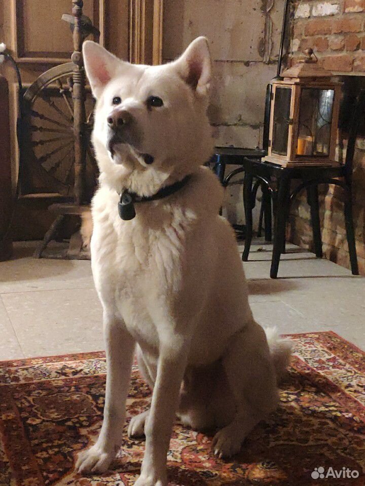 Вязка акину ину кобель