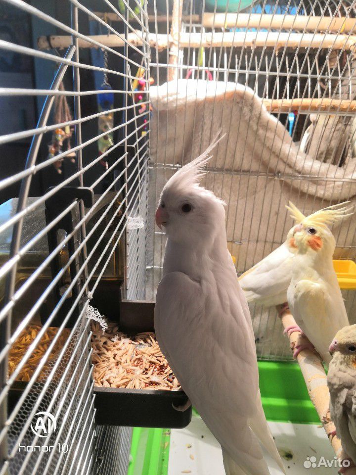 Безщекие белолицие кореллы