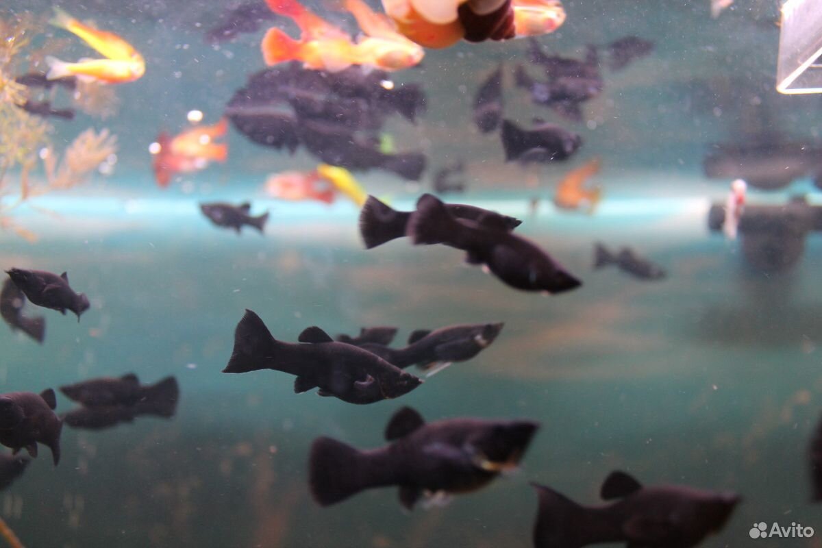 Молинезия черная