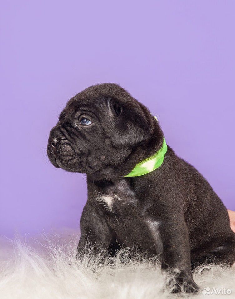 Корсо пупсы