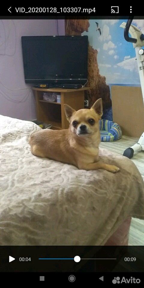 Жених чихуахуа