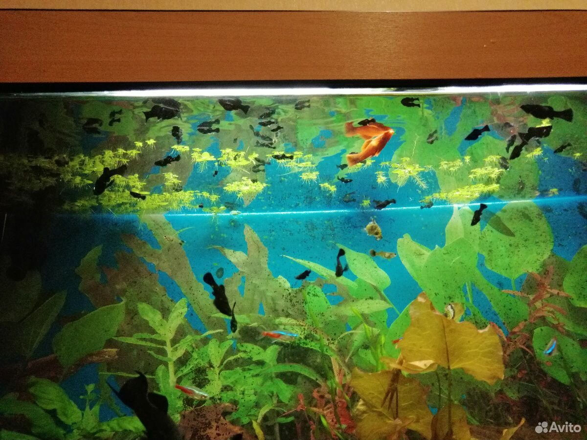 Молинезия черная