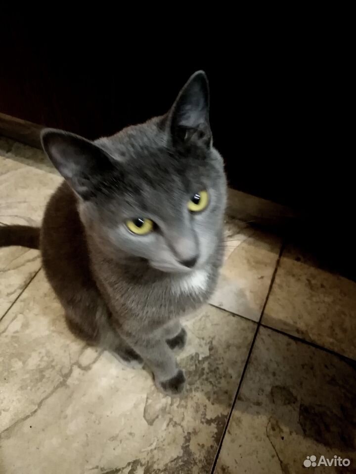 Котик и кошечка. 7 мес. Метисы русской голубой