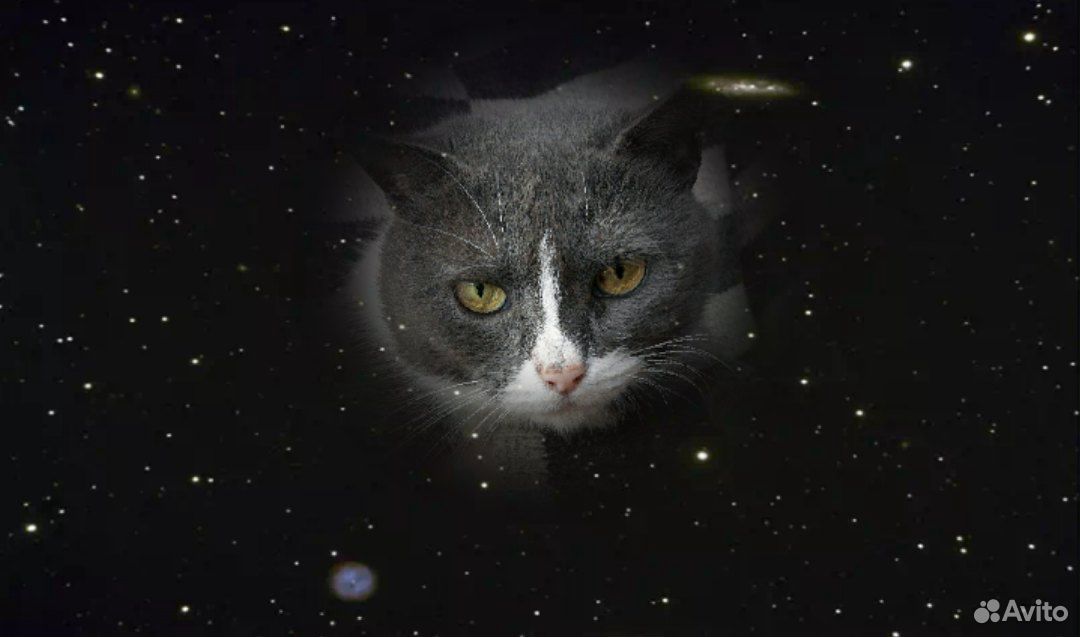 Межгалактическая кошь)