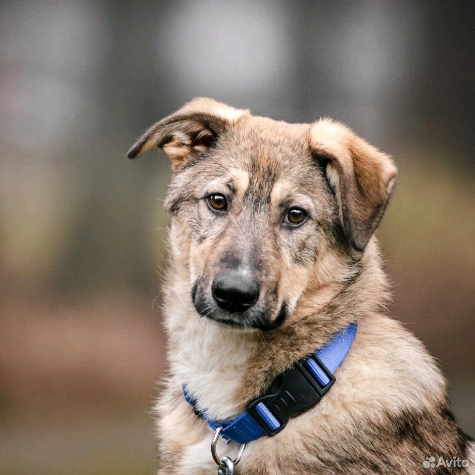 Очаровашка Добби