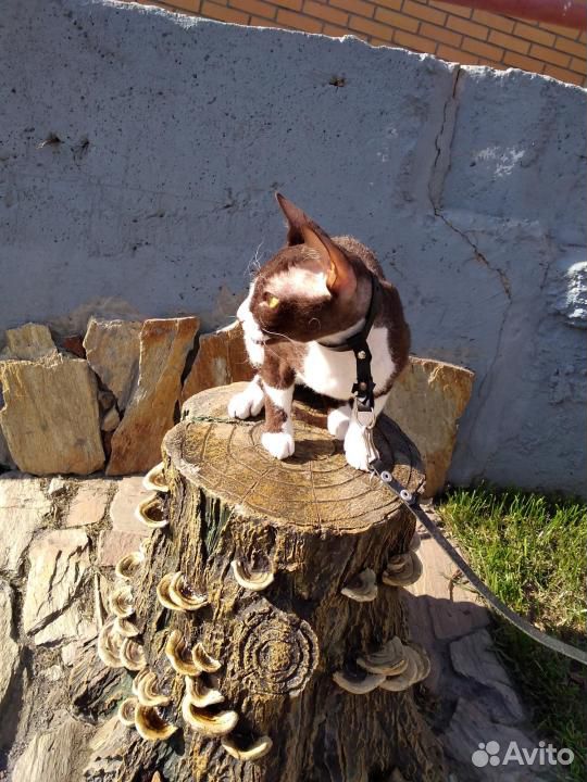 Сфинкс Арчи