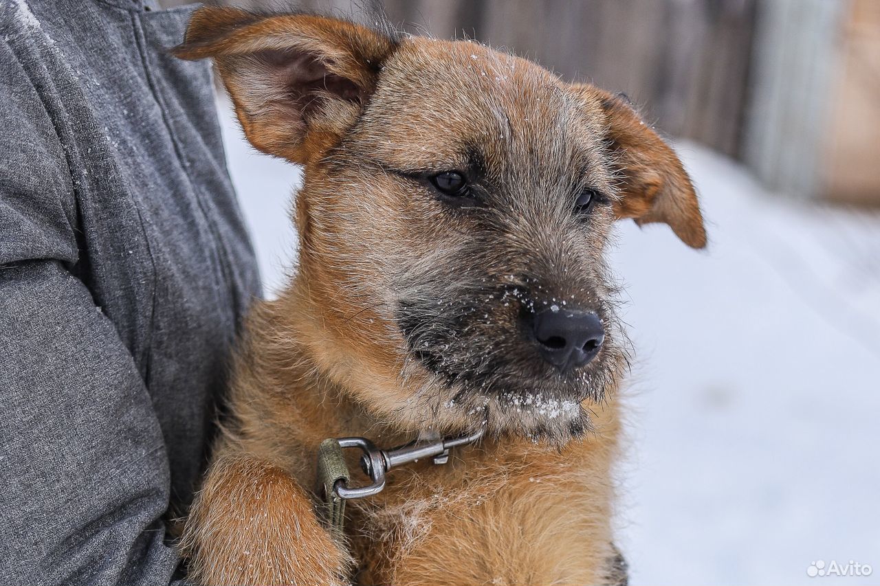 Мохнатое чудо ищем дом