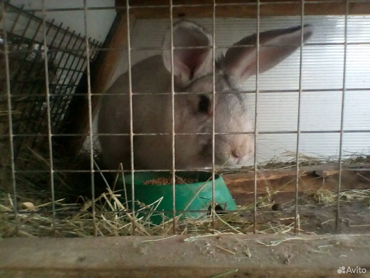 Самочки мясных пород