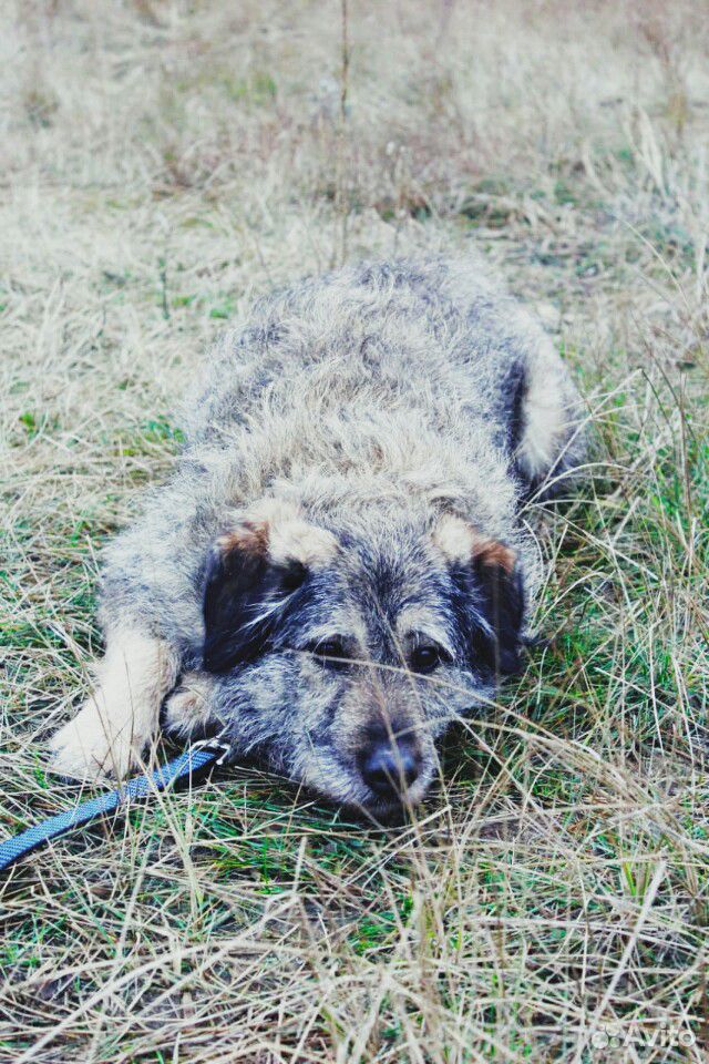 Тихая собака Тоша хочет домой