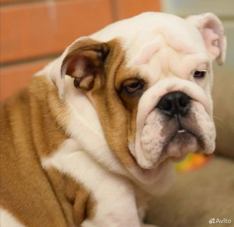 Английский бульдог