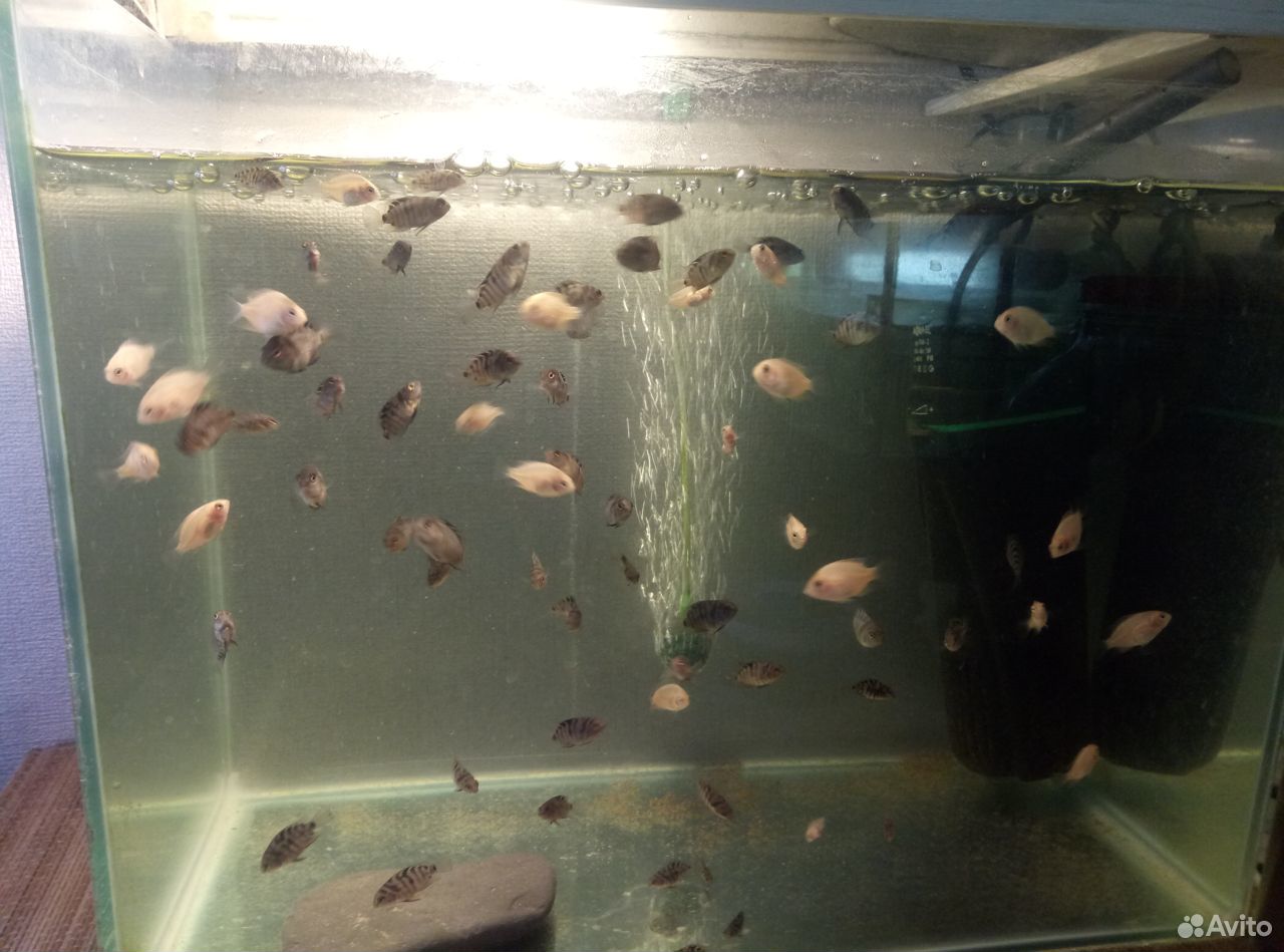 Цихлазома чернополосая - альбинос