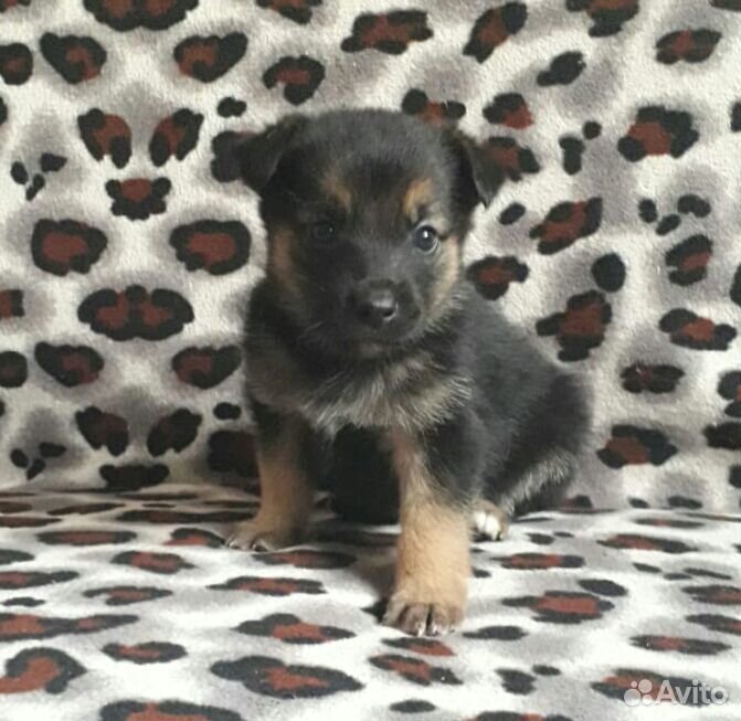 Отдадим щенков в добрые руки