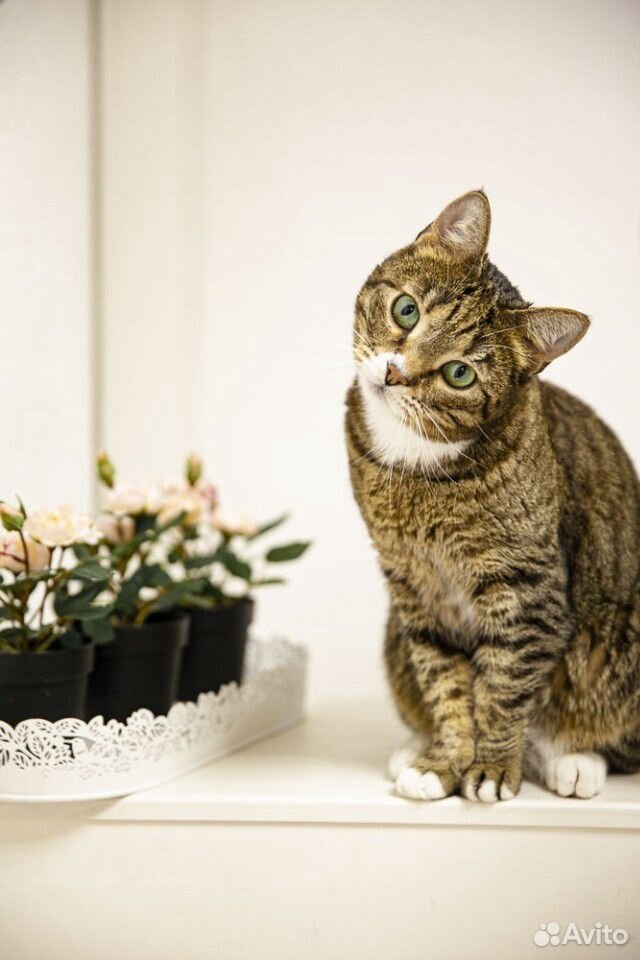 Котёнок в хорошие руки