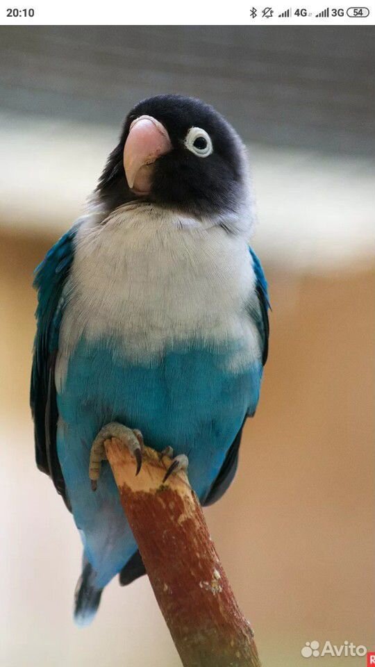 Попугай-неразлучник. Самец