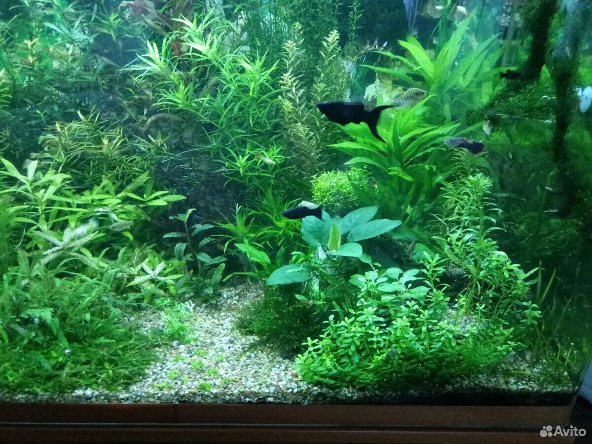 Аквариумные растения