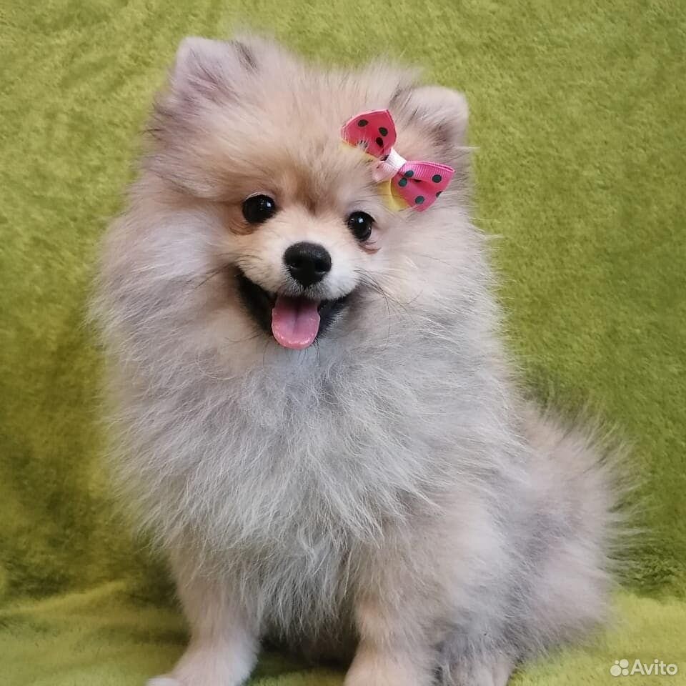 Девочка красавица Шпиц