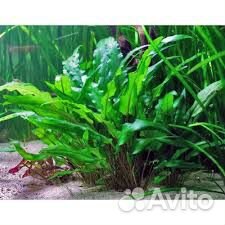 Растения для аквариума