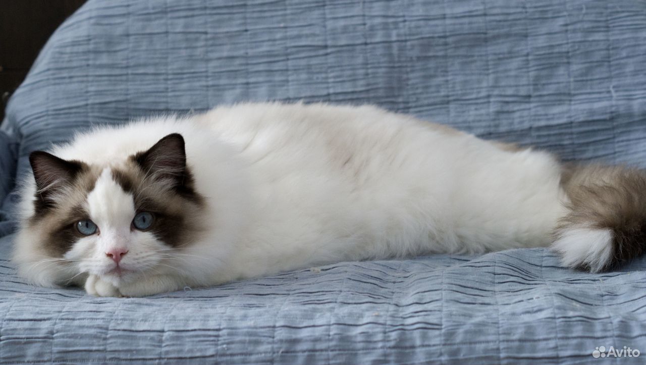 Рэгдолл котёнок