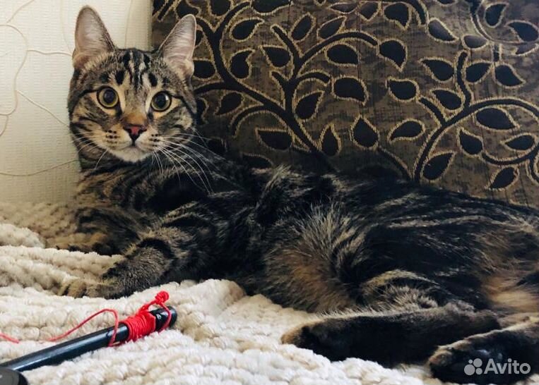 Котенок 9 мес