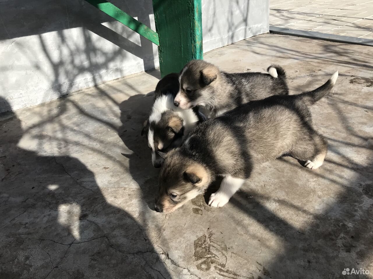 Щенок лайки