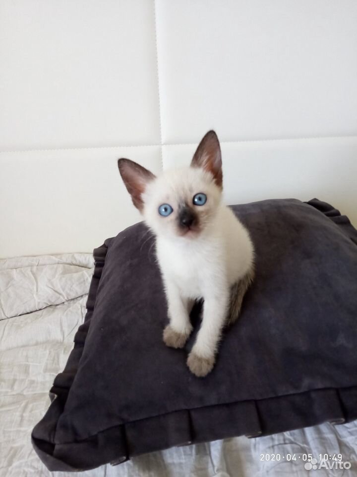Породистые Тайские котята